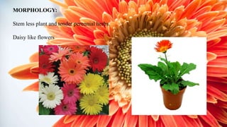 Gerbera | PPTX