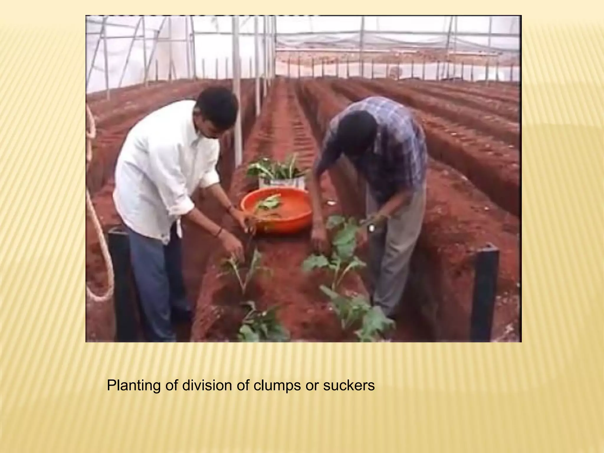 Gerbera cultivation | PDF