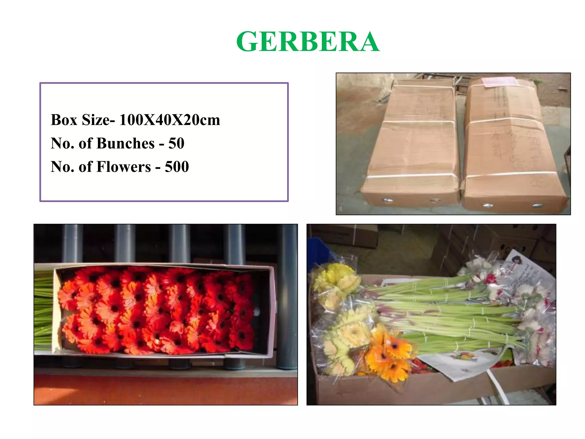 GERBERA DPR.pdf