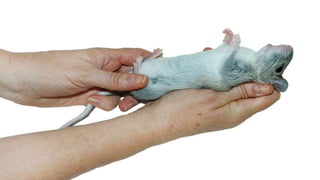 Gerbil | PPTX