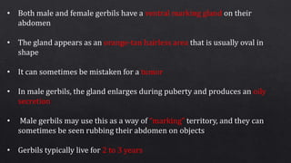 Gerbil | PPTX