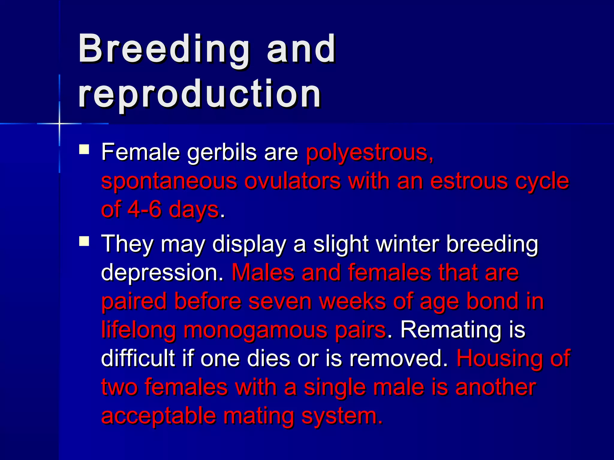 Gerbils biology anatomy and more | PPT
