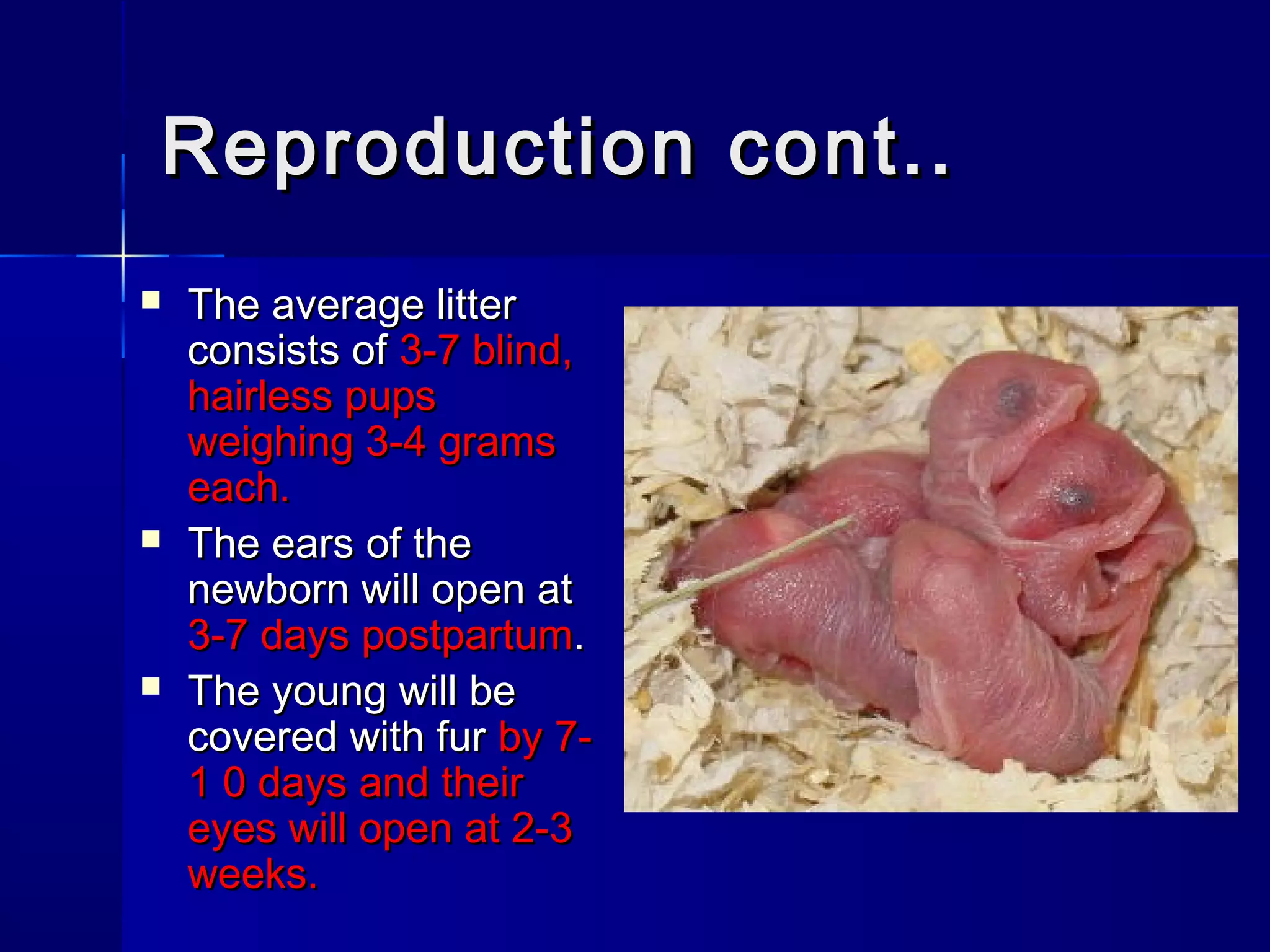 Gerbils biology anatomy and more | PPT