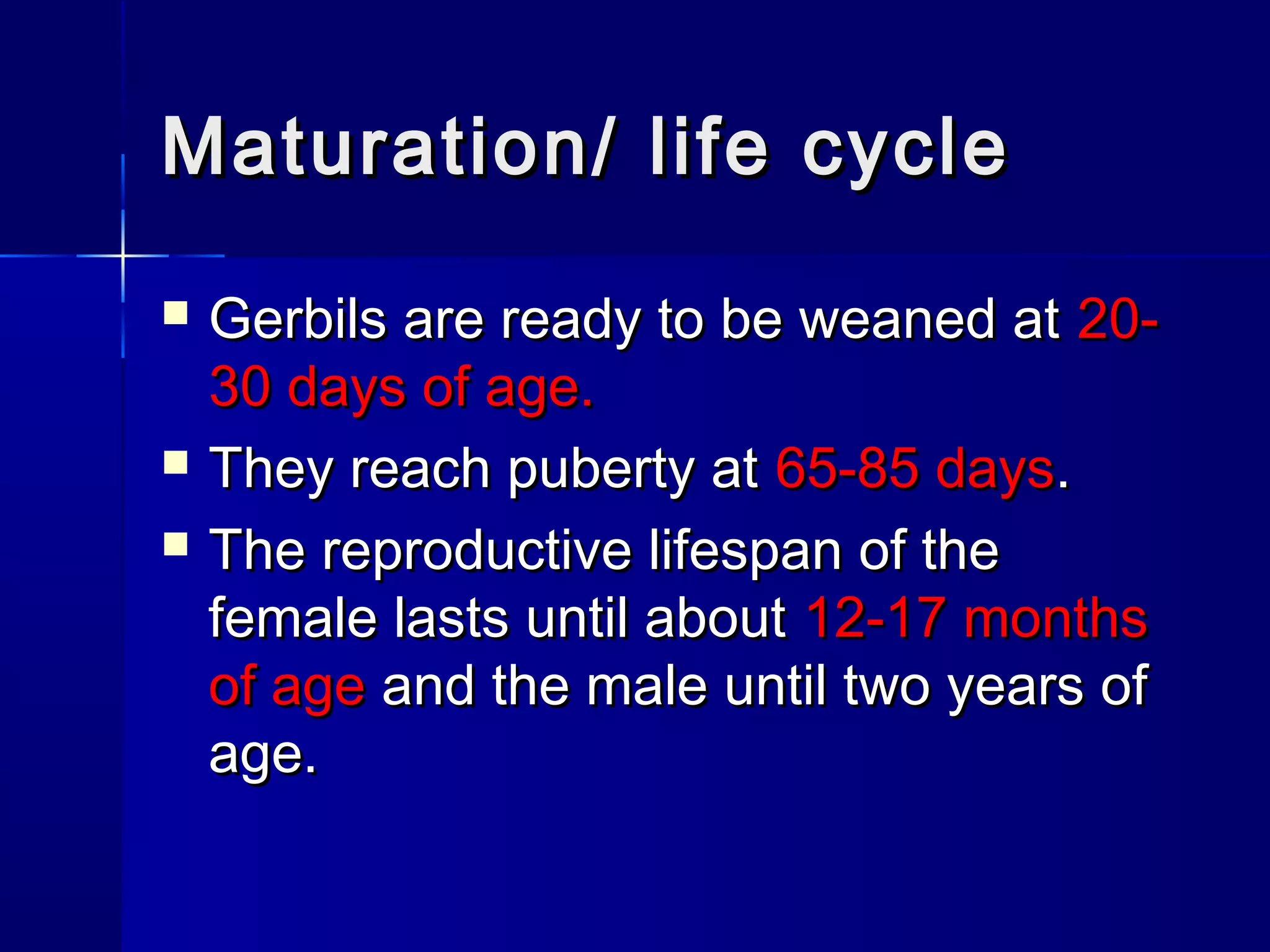 Gerbils biology anatomy and more | PPT