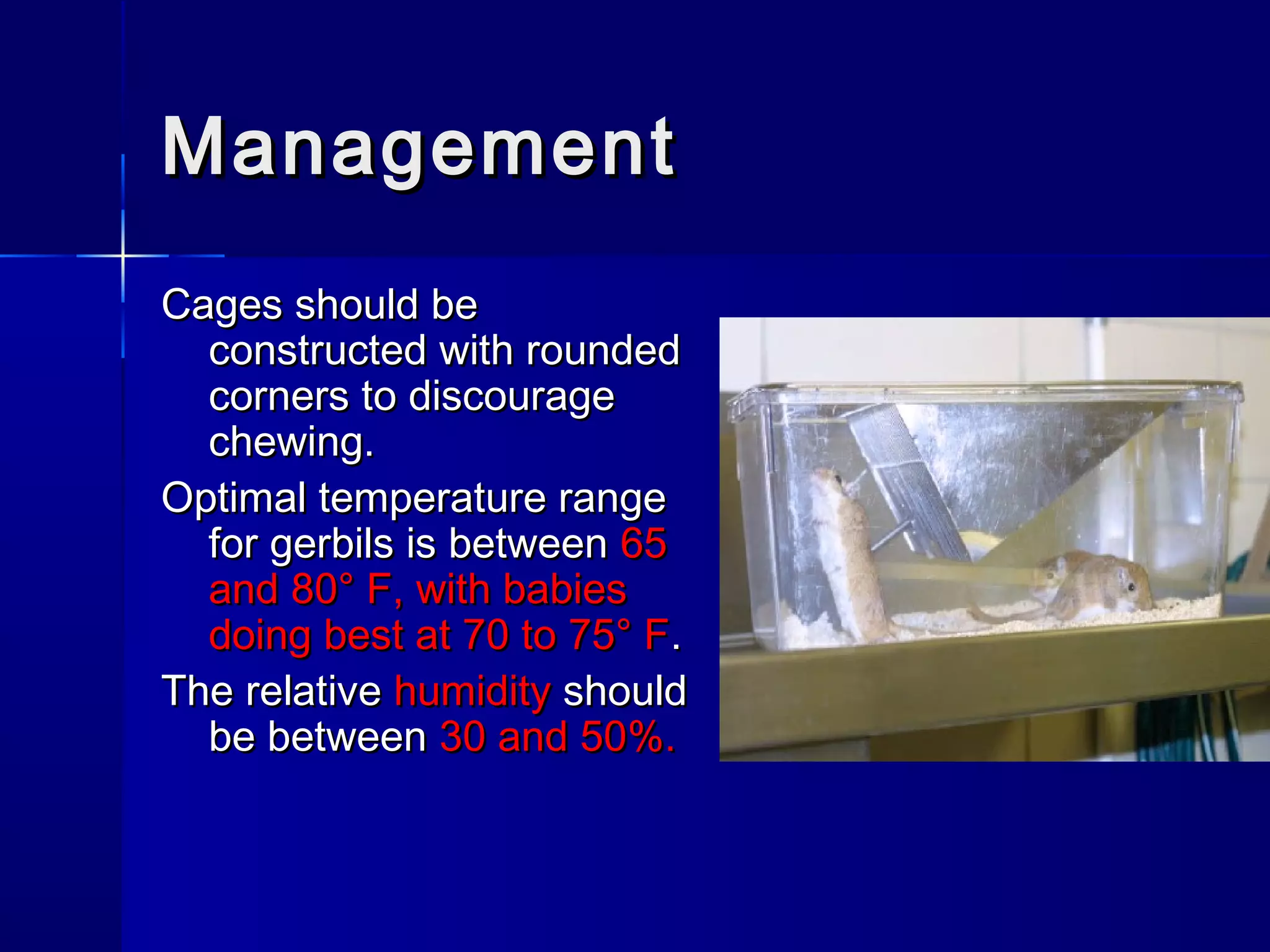 Gerbils biology anatomy and more | PPT