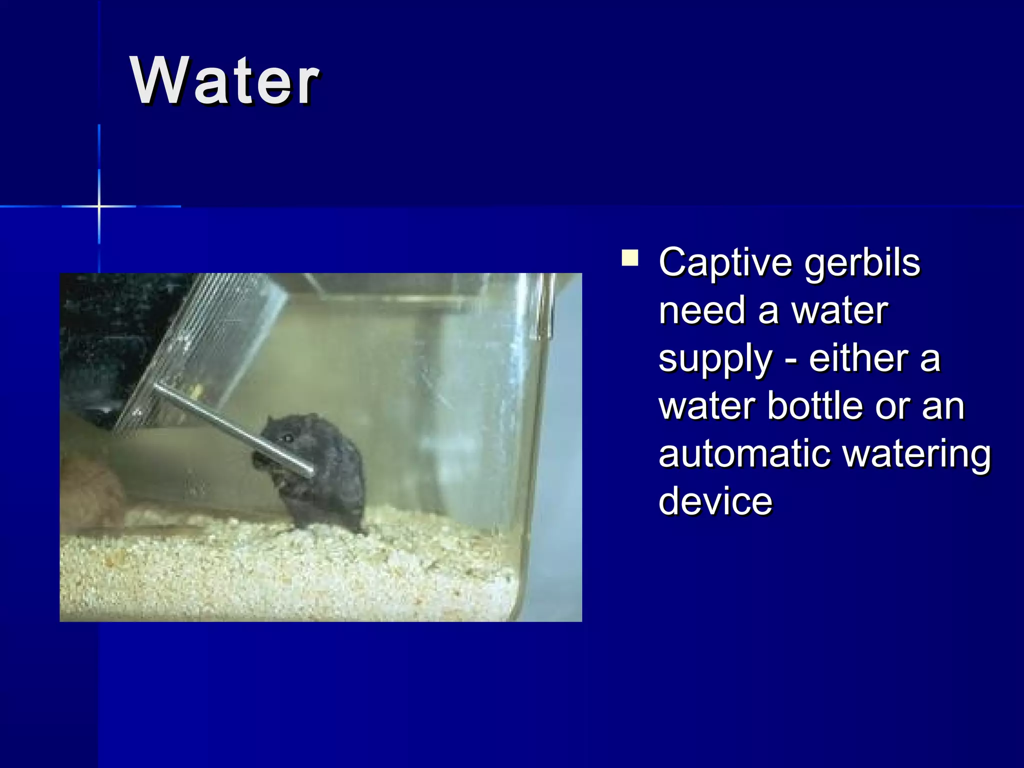 Gerbils biology anatomy and more | PPT