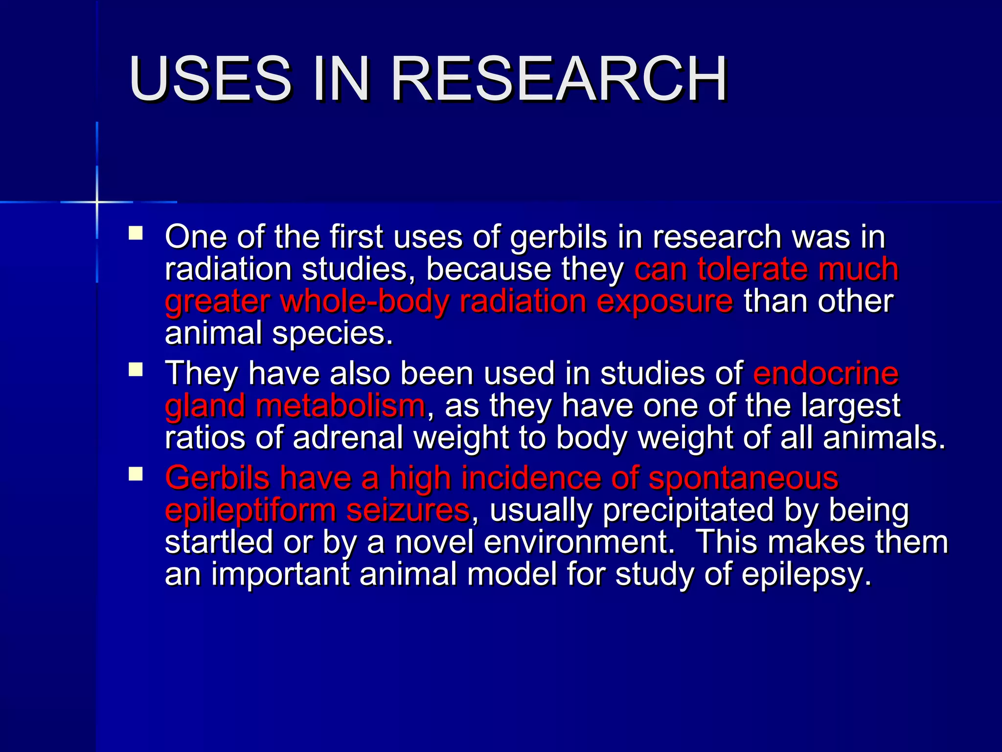 Gerbils biology anatomy and more | PPT