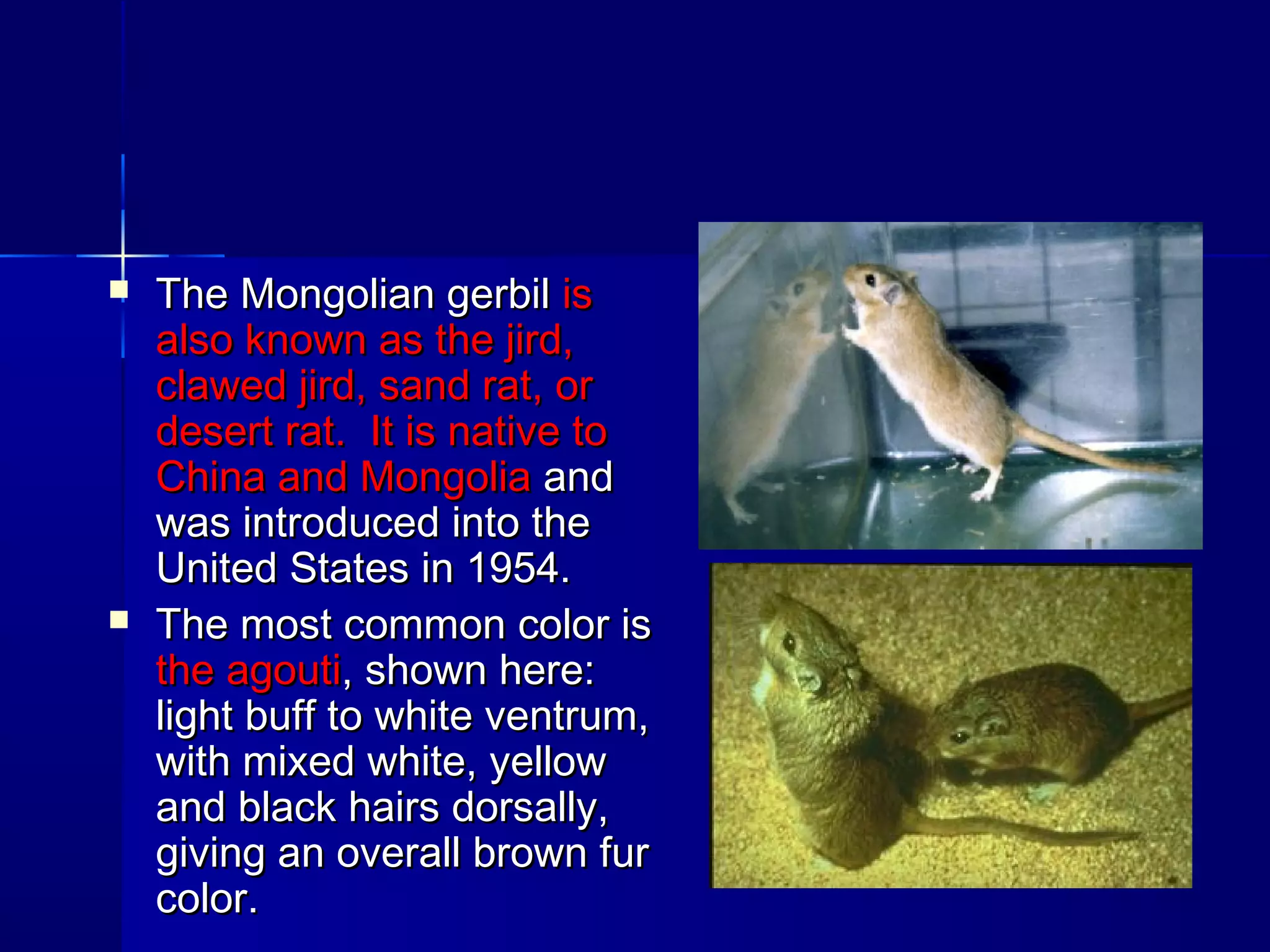 Gerbils biology anatomy and more | PPT