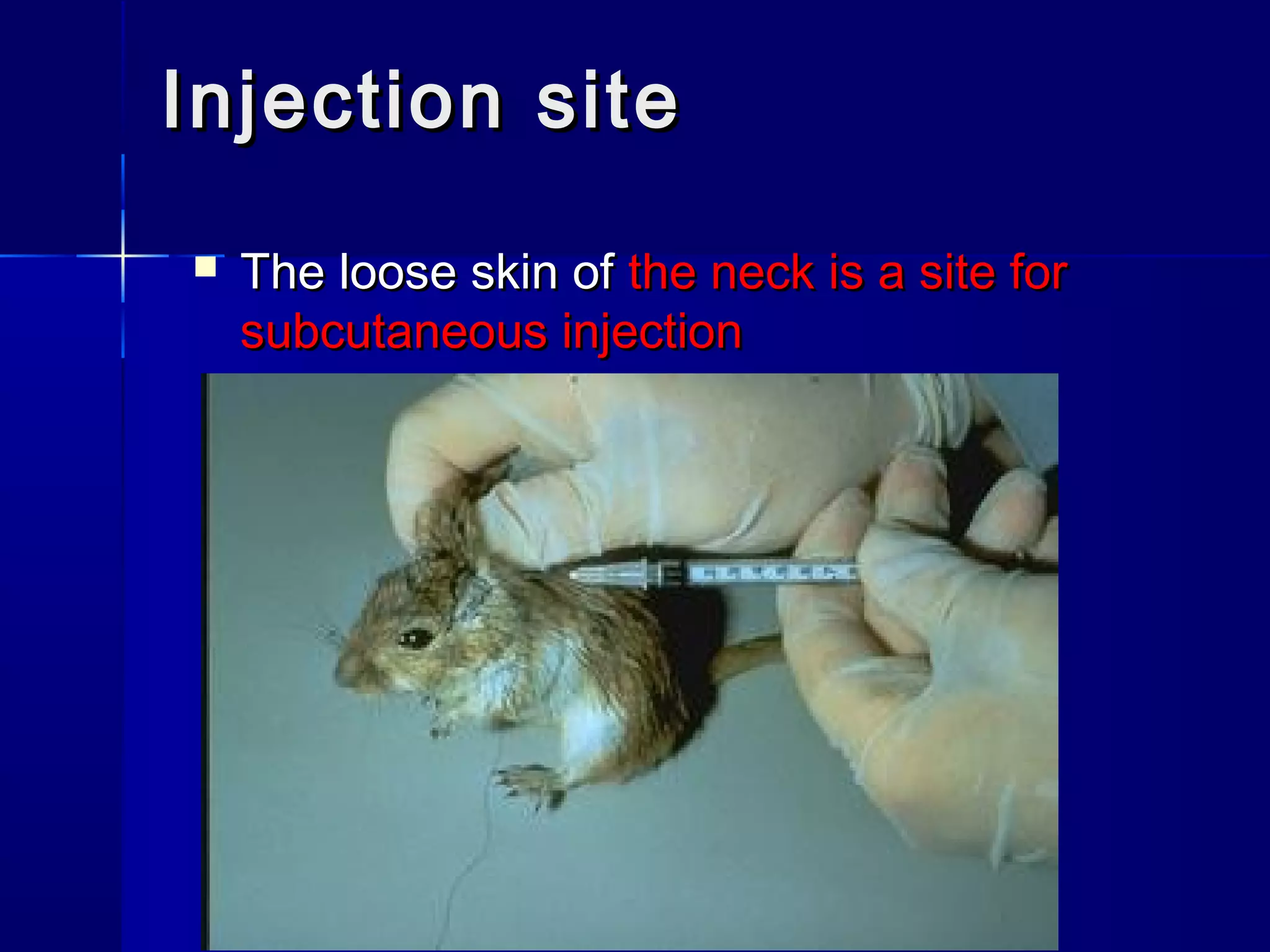 Gerbils biology anatomy and more | PPT