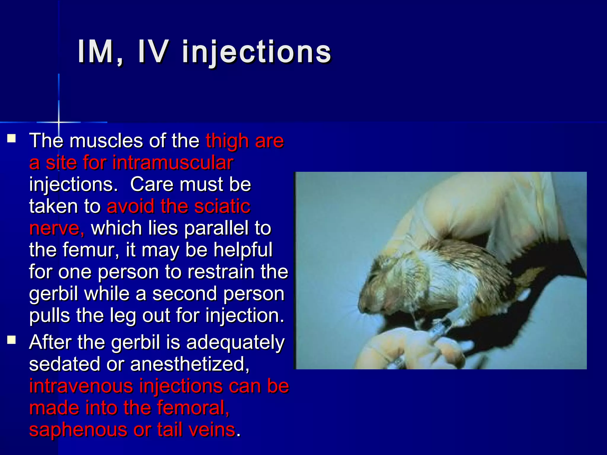 Gerbils biology anatomy and more | PPT