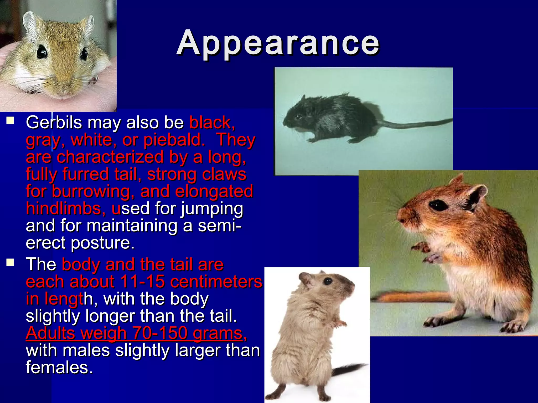 Gerbils biology anatomy and more | PPT