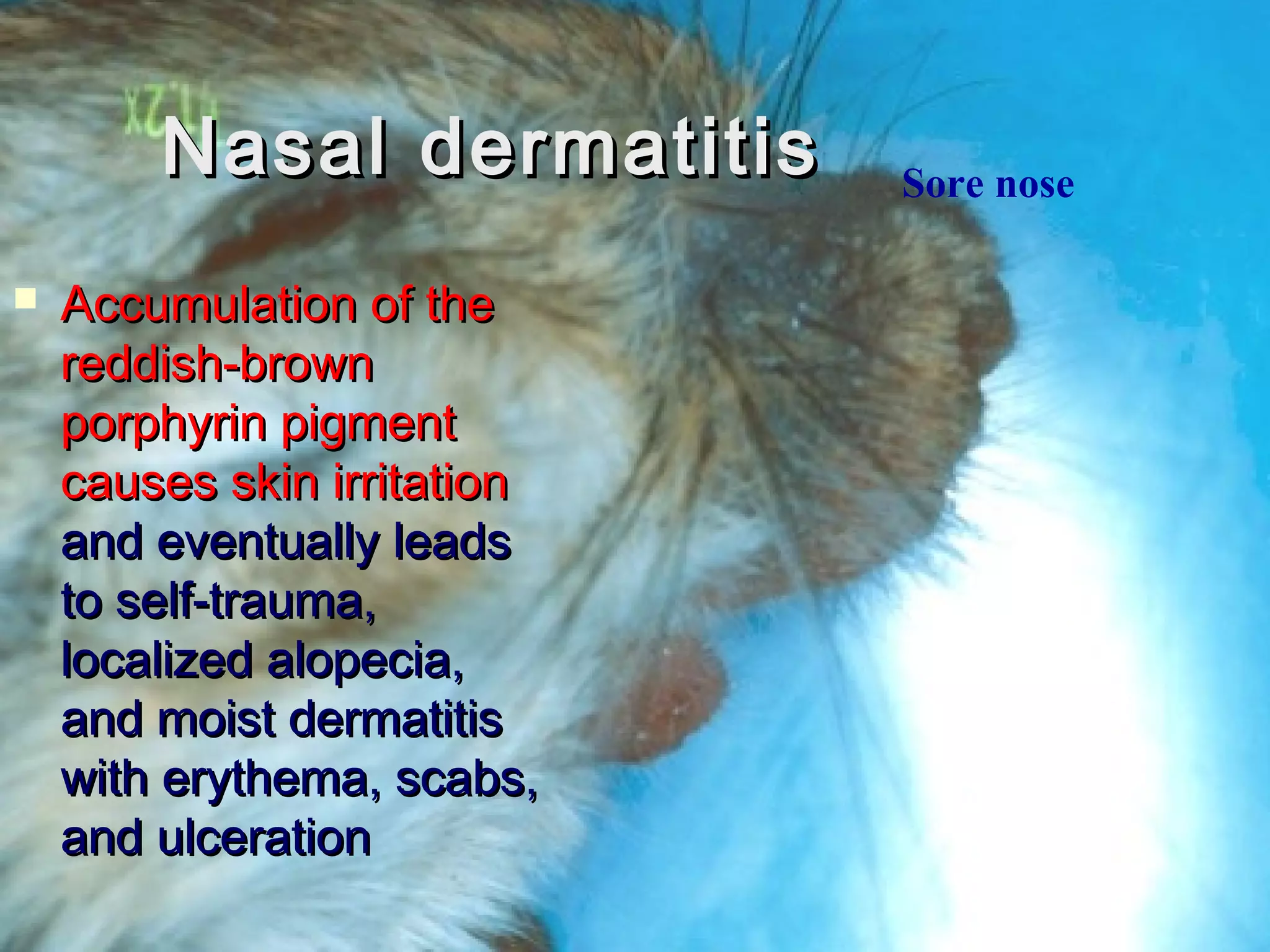 Gerbils biology anatomy and more | PPT