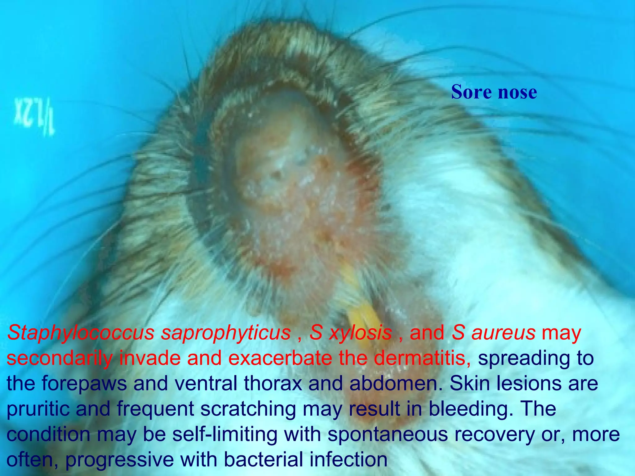 Gerbils biology anatomy and more | PPT