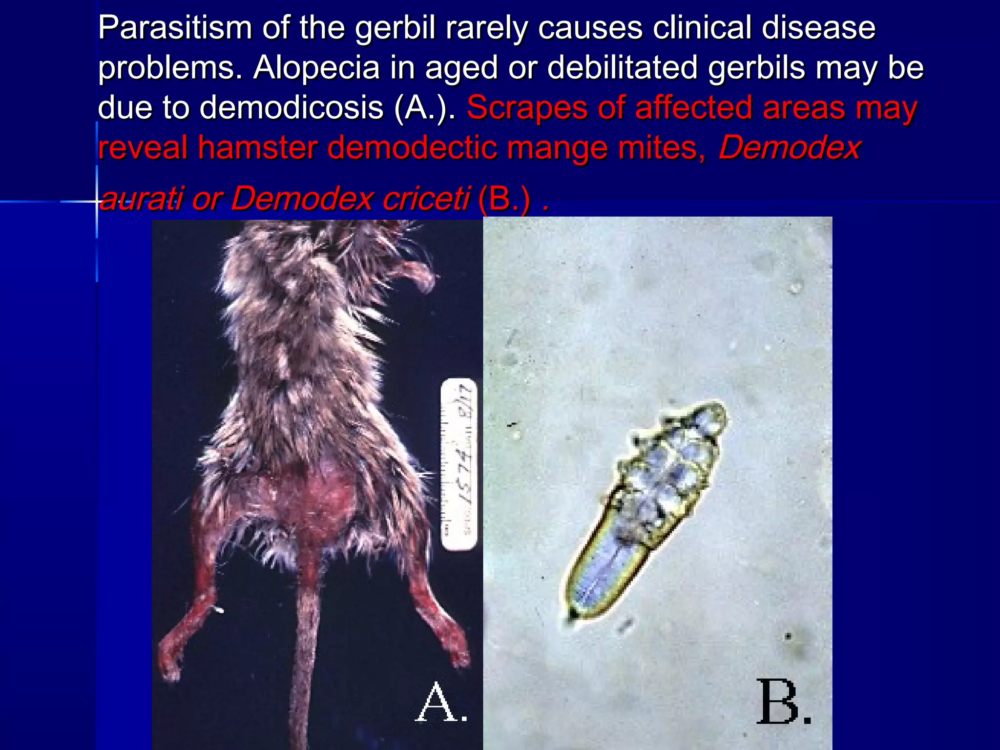 Gerbils biology anatomy and more | PPT