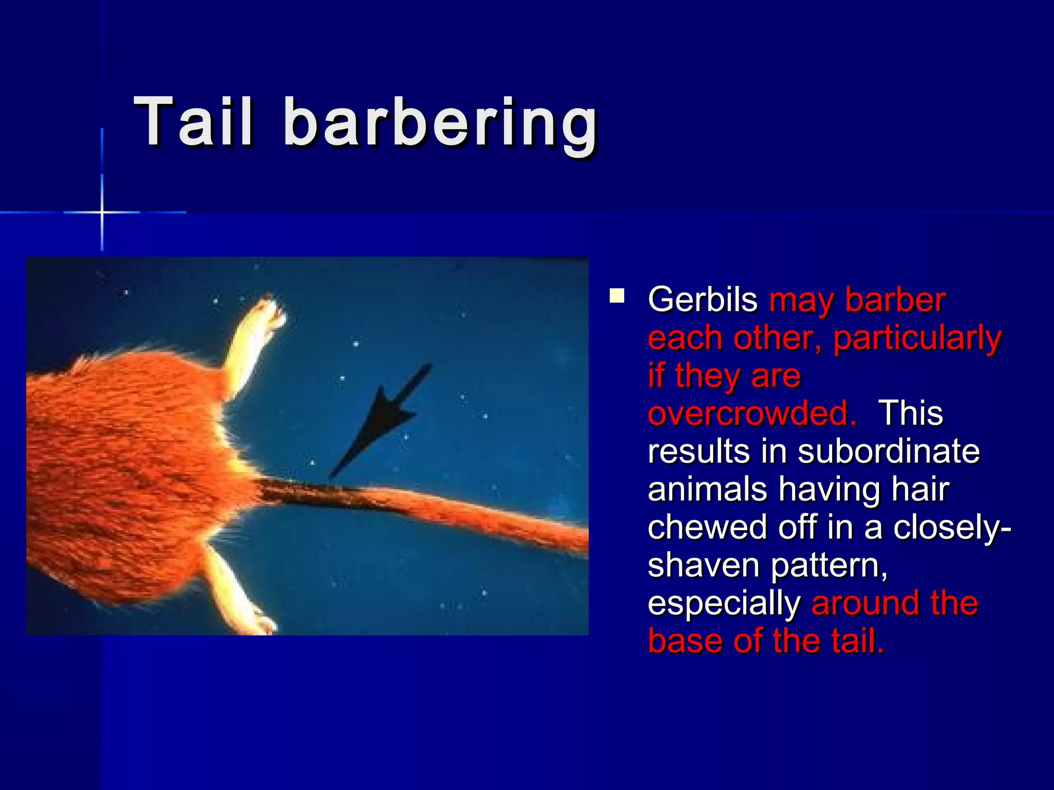 Gerbils biology anatomy and more | PPT