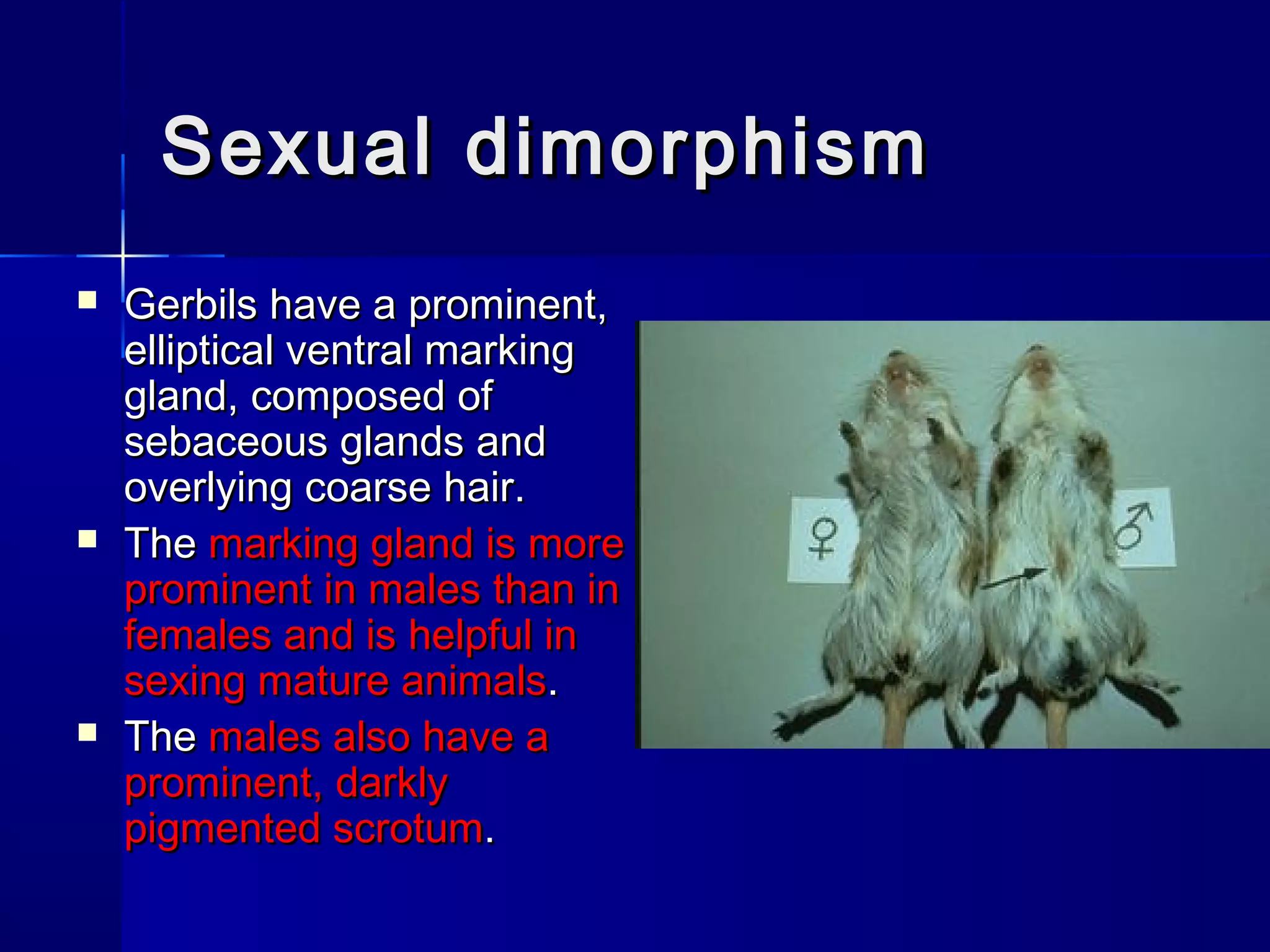 Gerbils biology anatomy and more | PPT