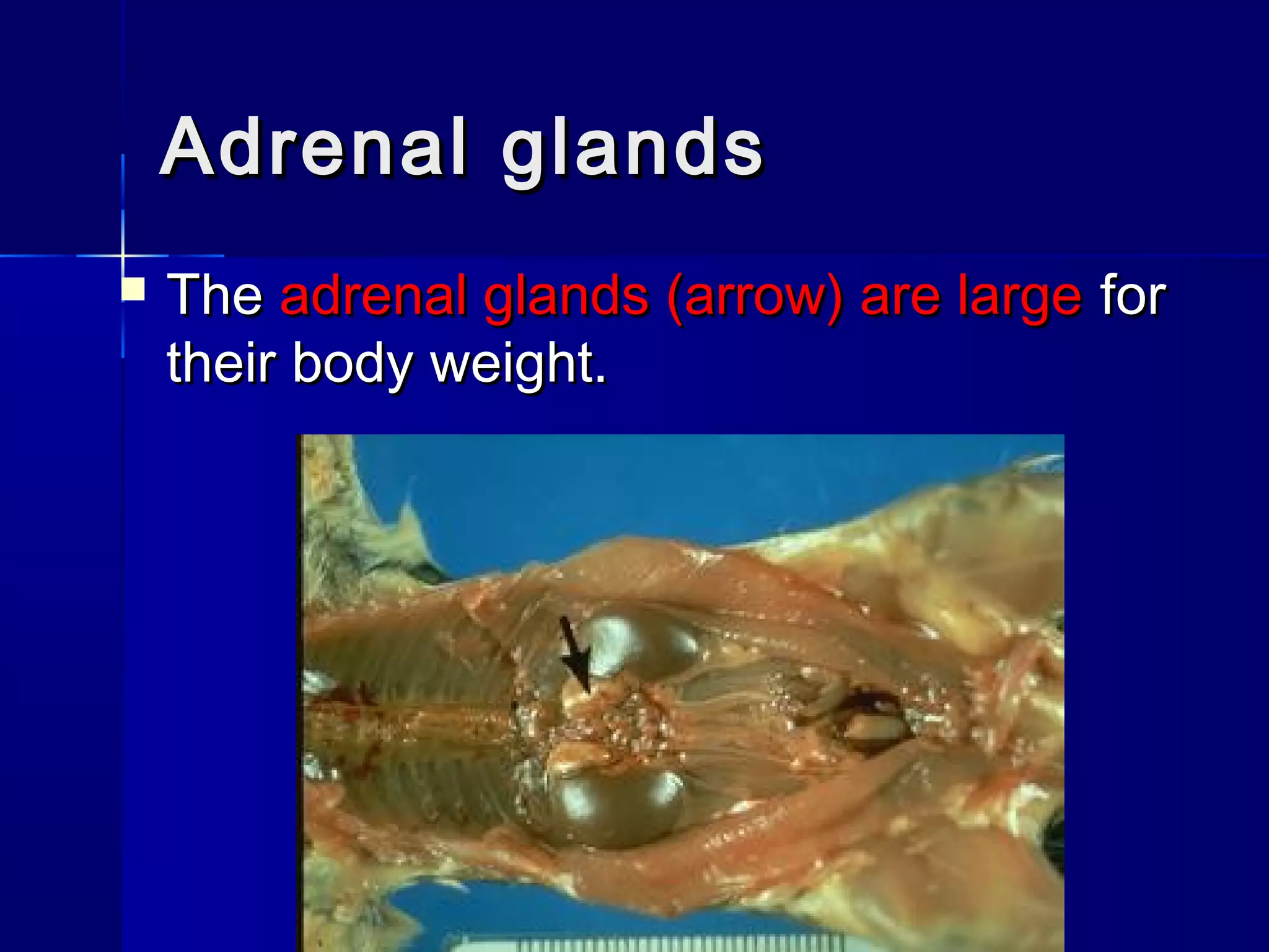 Gerbils biology anatomy and more | PPT
