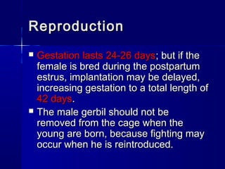 Gerbils biology anatomy and more | PPT
