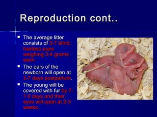 Gerbils biology anatomy and more | PPT