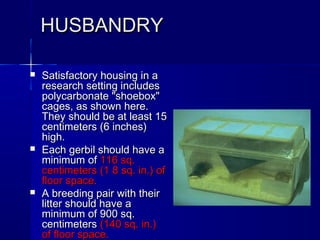 Gerbils biology anatomy and more | PPT