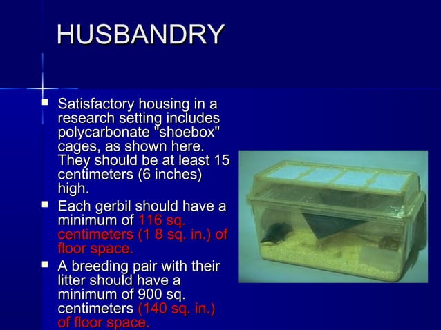 Gerbils biology anatomy and more | PPT