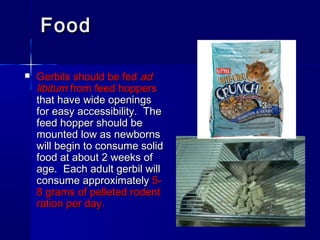 Gerbils biology anatomy and more | PPT