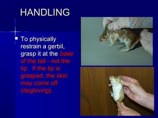 Gerbils biology anatomy and more | PPT