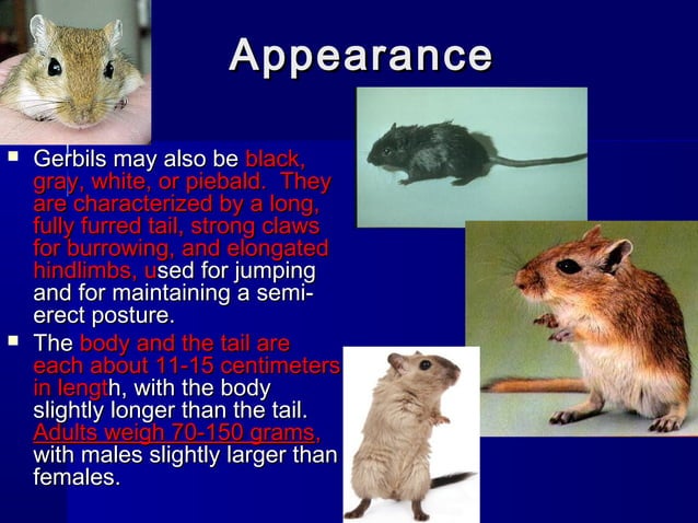 Gerbils biology anatomy and more | PPT