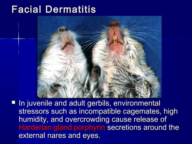 Gerbils biology anatomy and more | PPT