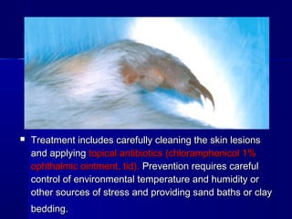 Gerbils biology anatomy and more | PPT