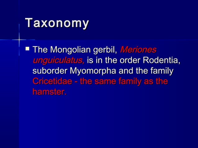Gerbils biology anatomy and more | PPT