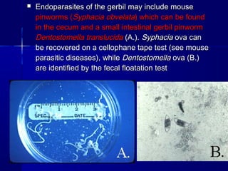 Gerbils biology anatomy and more | PPT