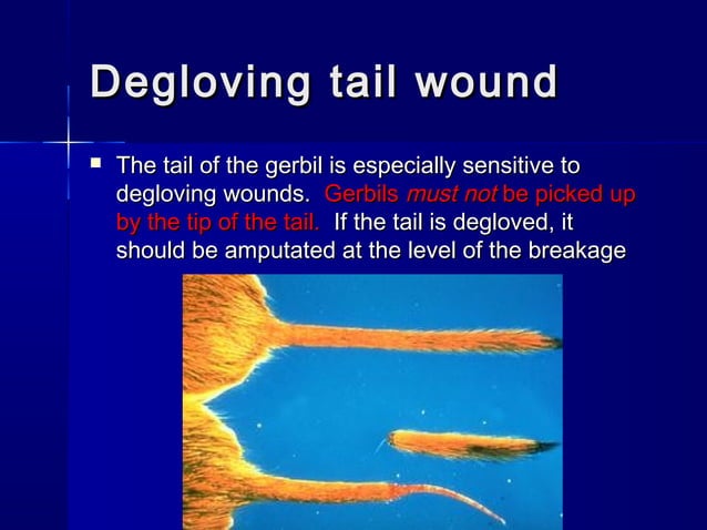 Gerbils biology anatomy and more | PPT