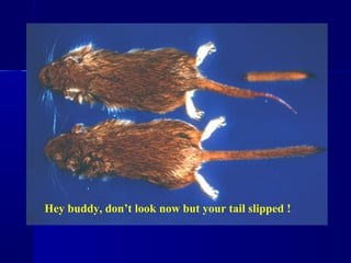 Gerbils biology anatomy and more | PPT
