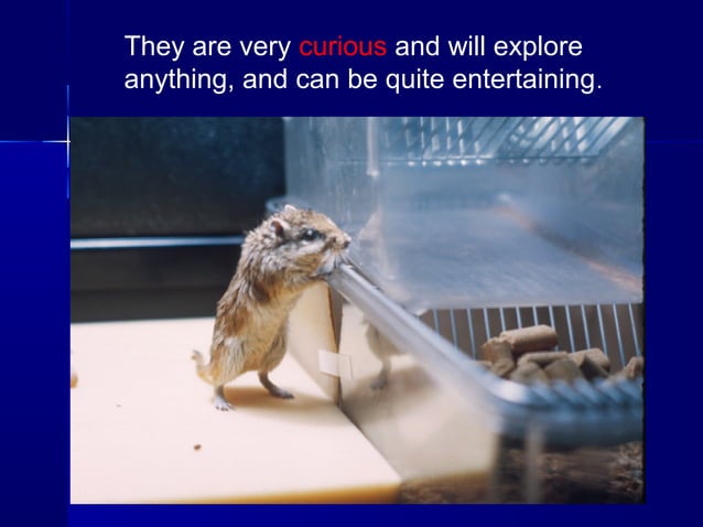 Gerbils biology anatomy and more | PPT