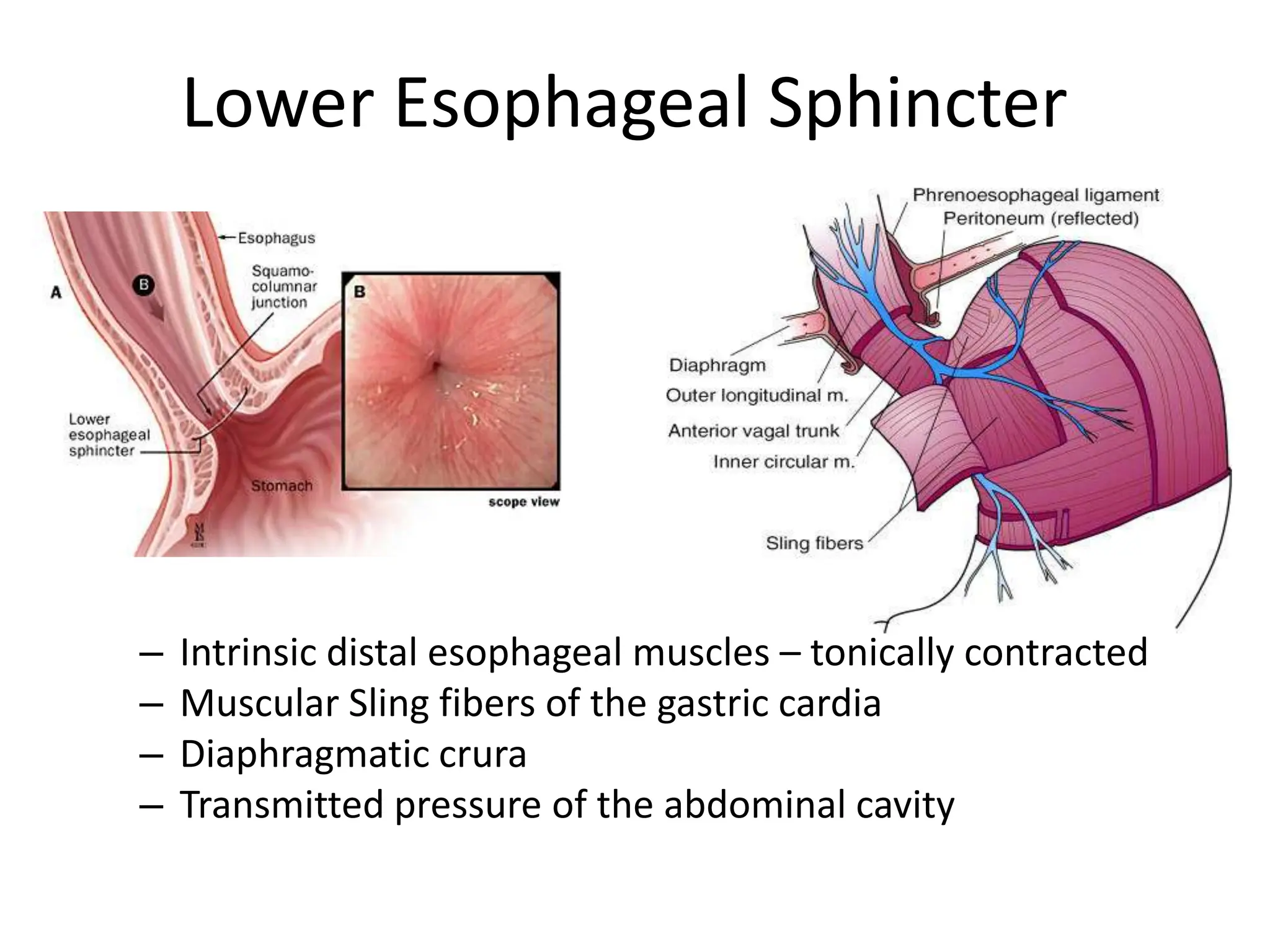 gerddrsendhil-stomach system gut splinter.pdf