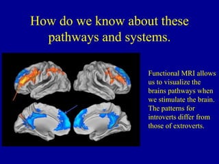 Introvert Vs Extrovert Brain