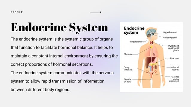 geriatric changes in endocrine system.pdf | Thyroid Disorders ...