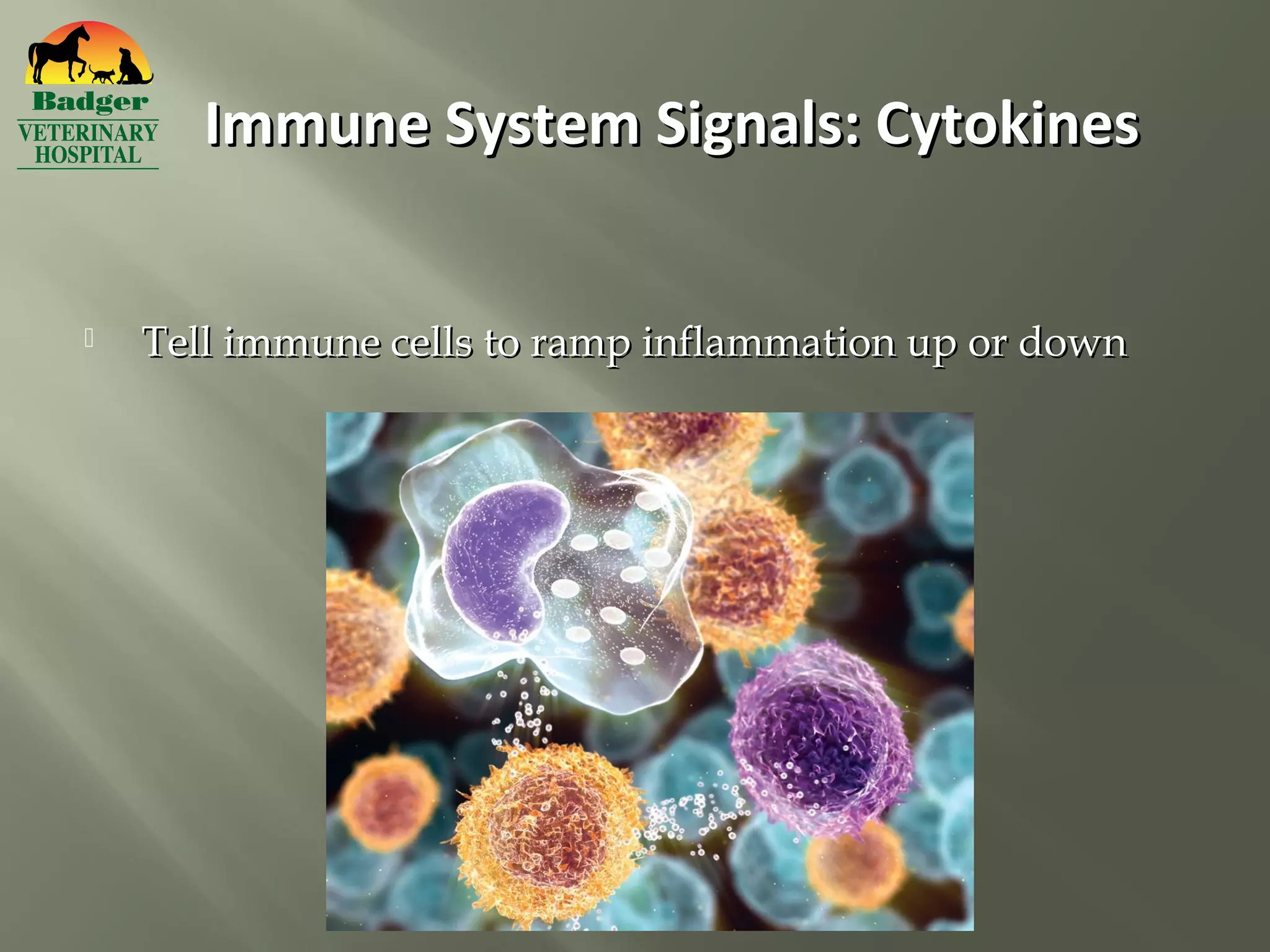 Geriatric immunology slides | PPS