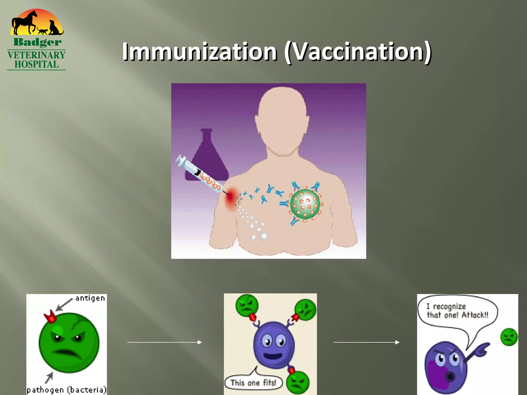 Geriatric immunology slides | PPS