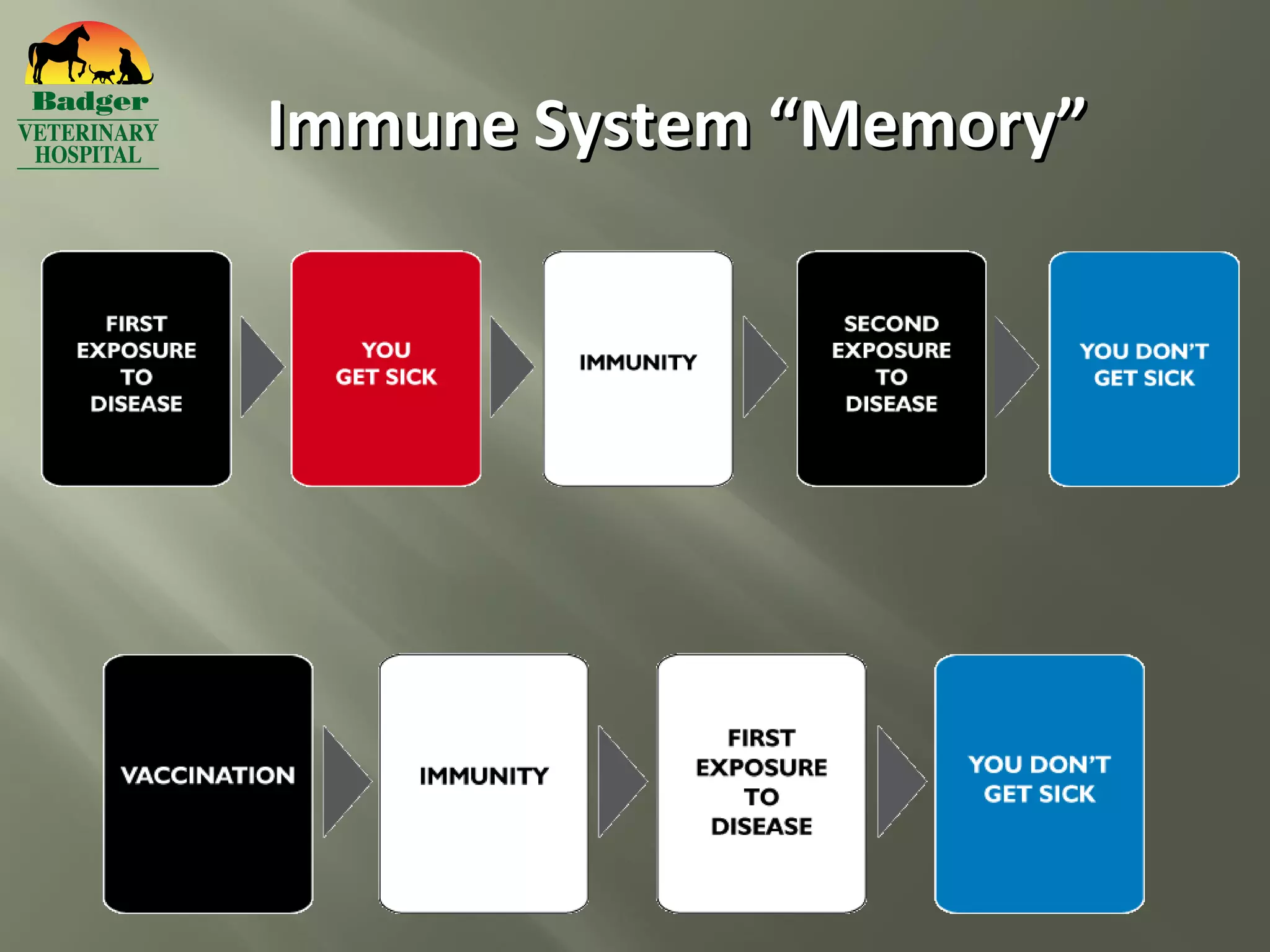 Geriatric immunology slides | PPS