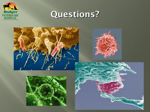 Geriatric immunology slides | PPT