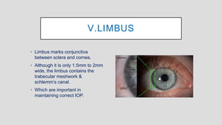 Structural Changes and Physiological Changes in the Eye Associated With ...