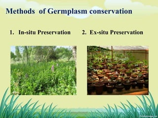 Germ plasm conservation | PPTX