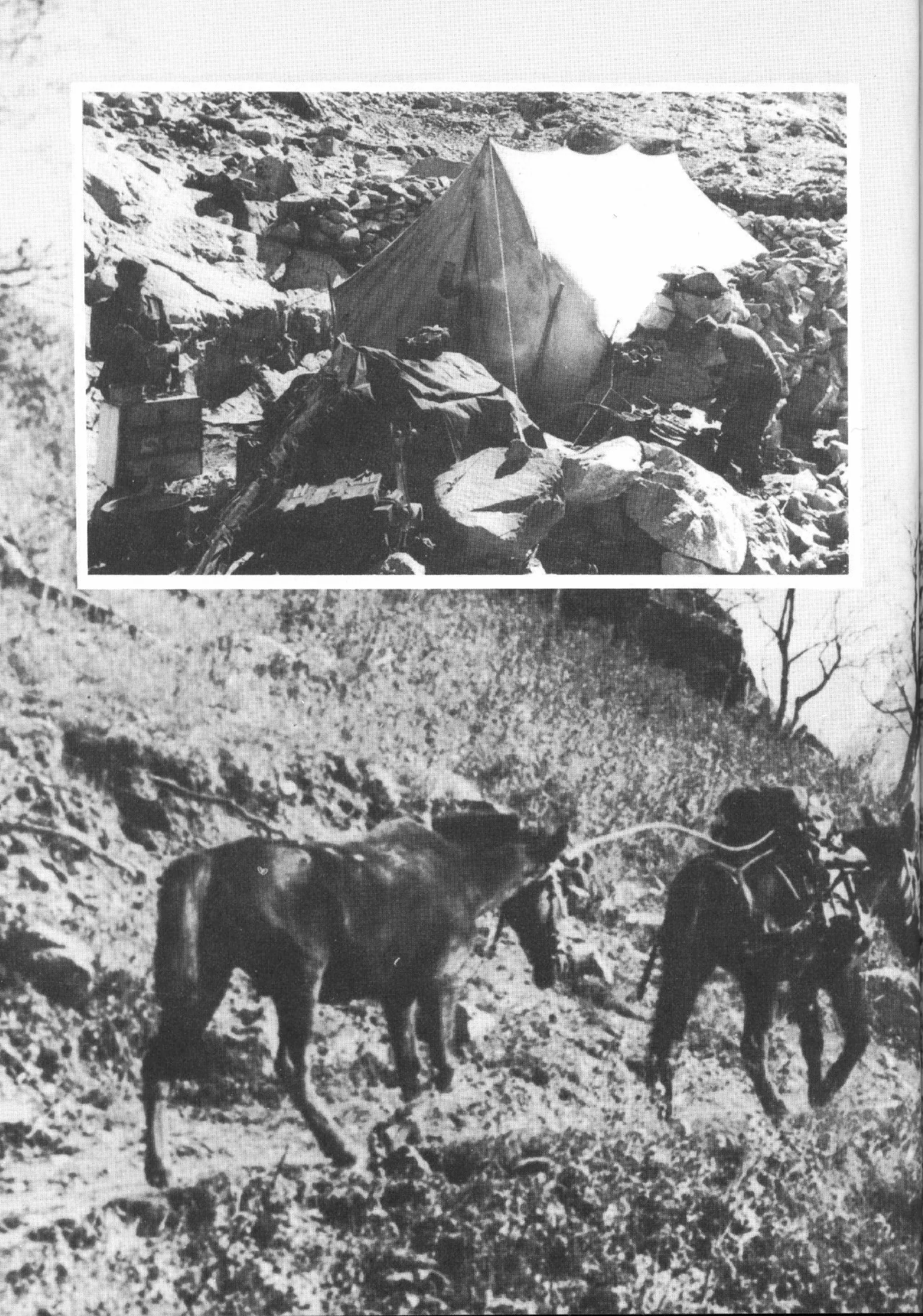 German mountain troops wwii photo album | PDF