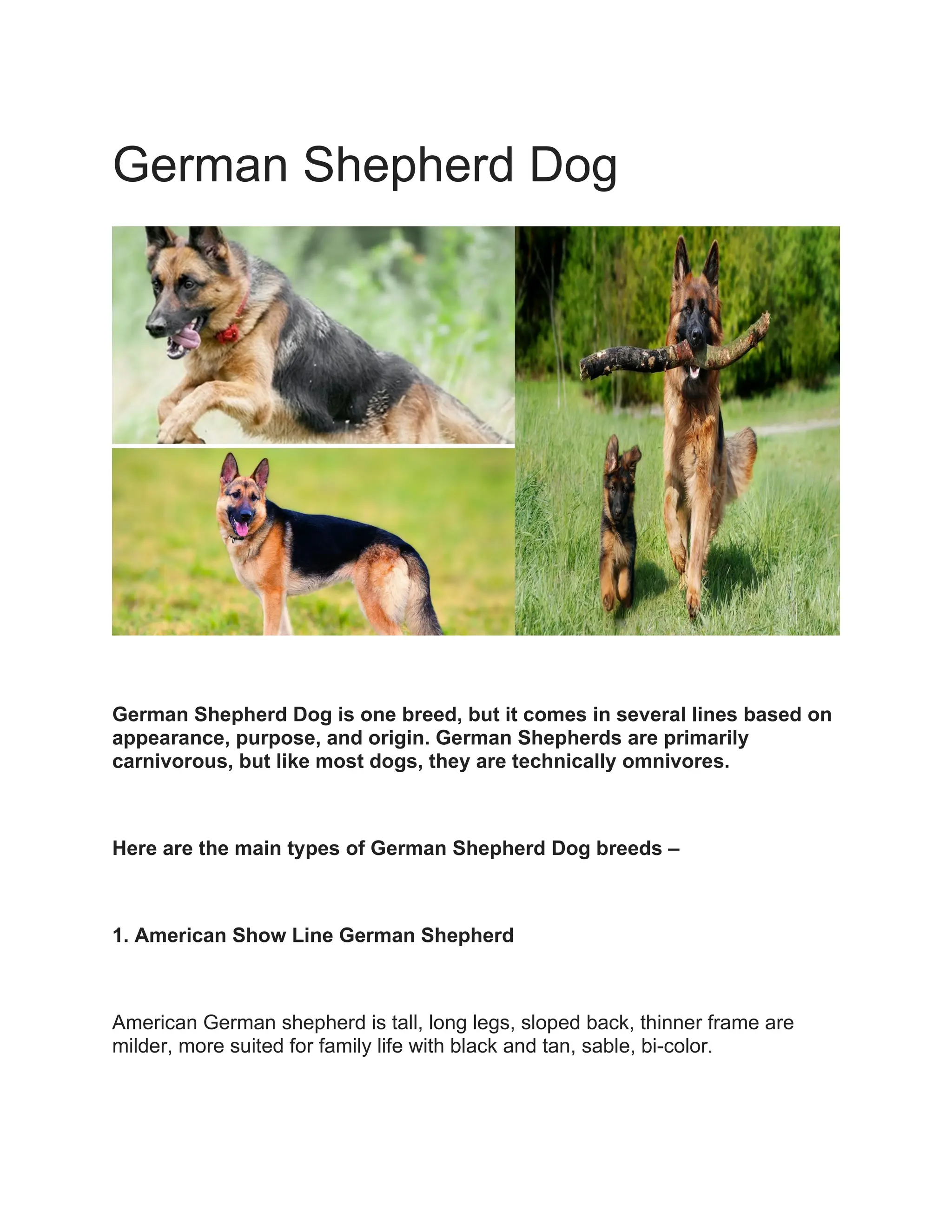 German Shepherd Dog is one breed, but it comes in several lines based ...