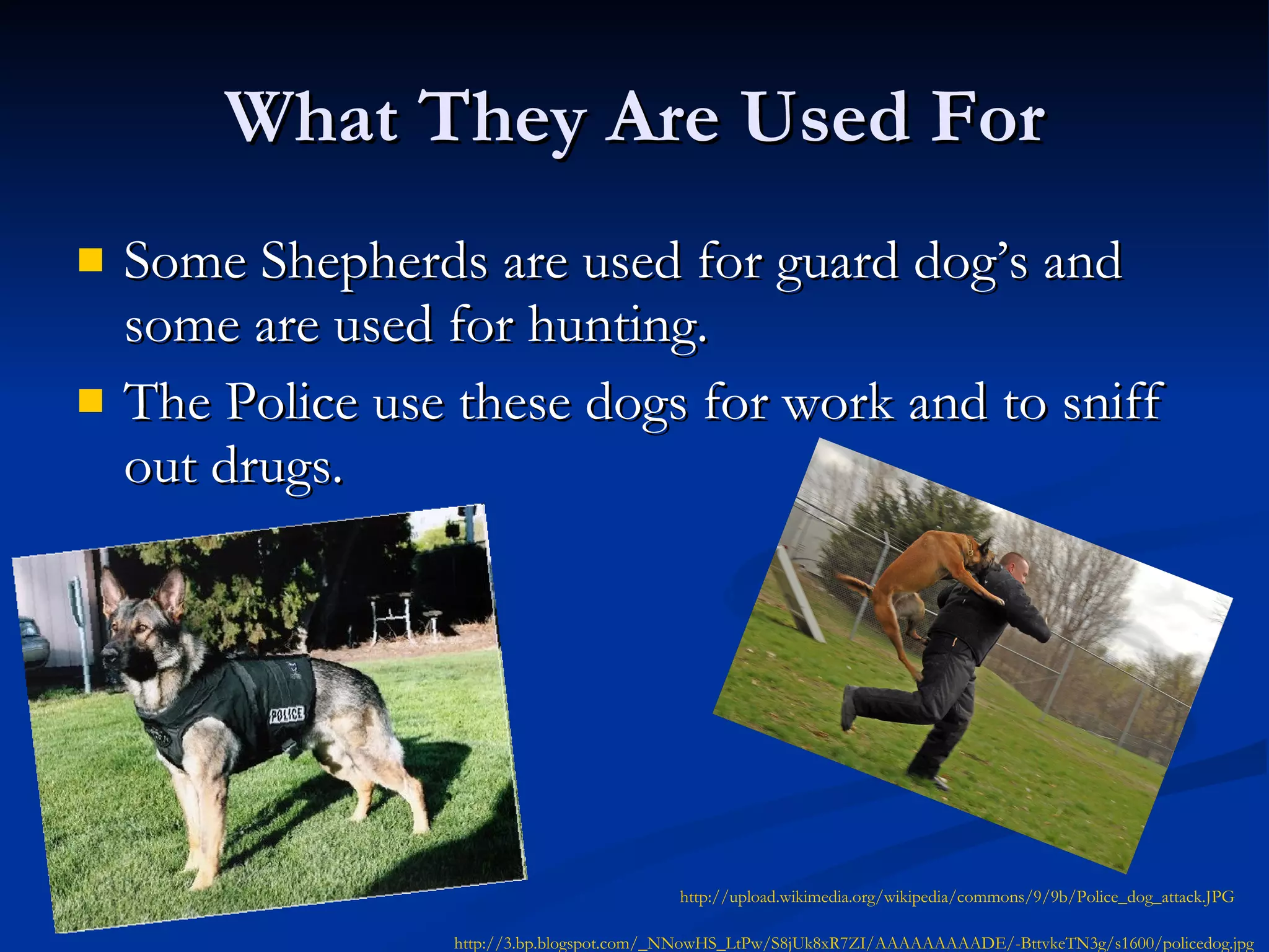 German shepherd (science) | PPT