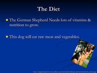 German shepherd (science) | PPT