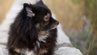 German spitz | PPT