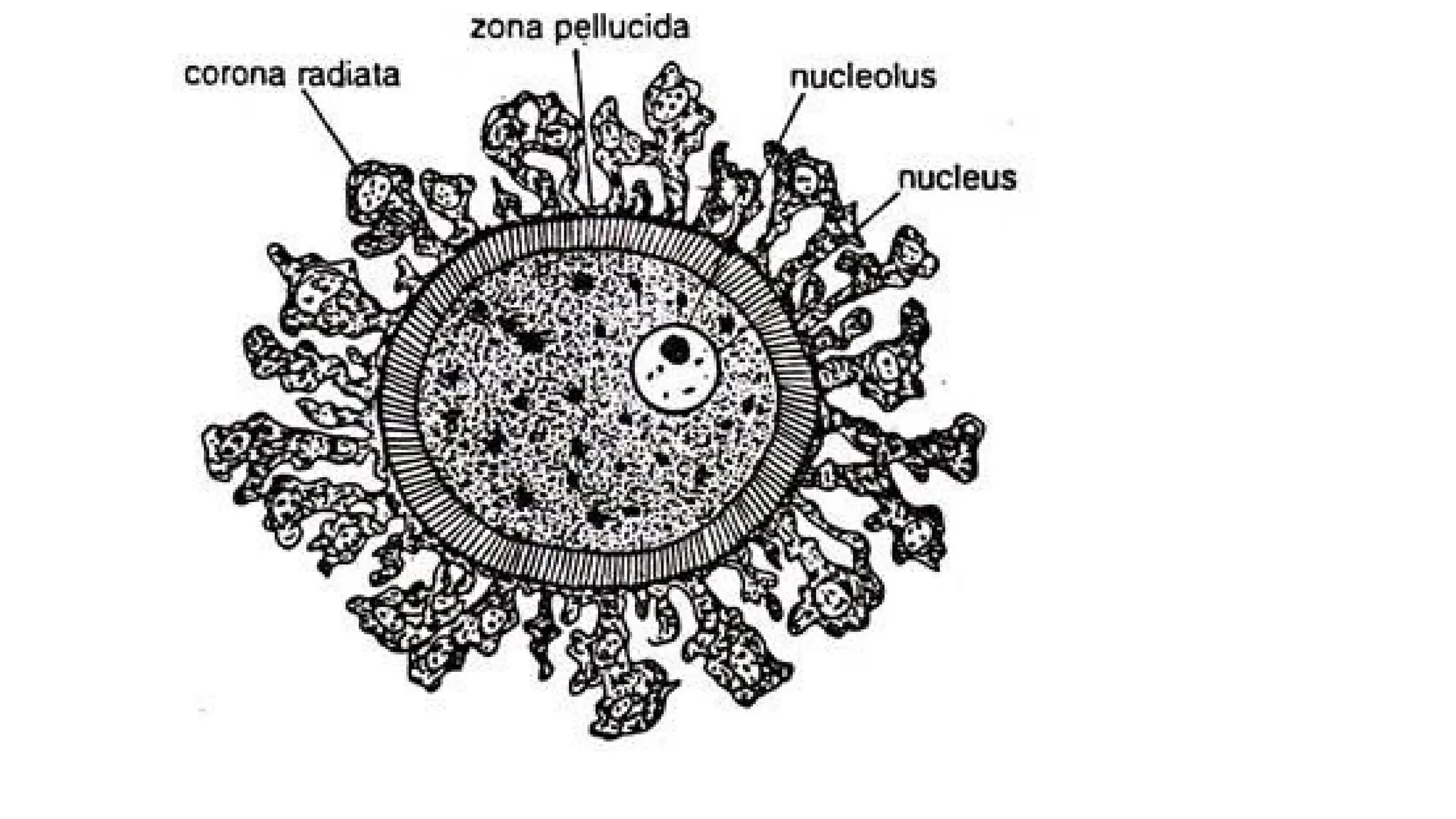 Germ cell determination;drosophila n animal.pptx